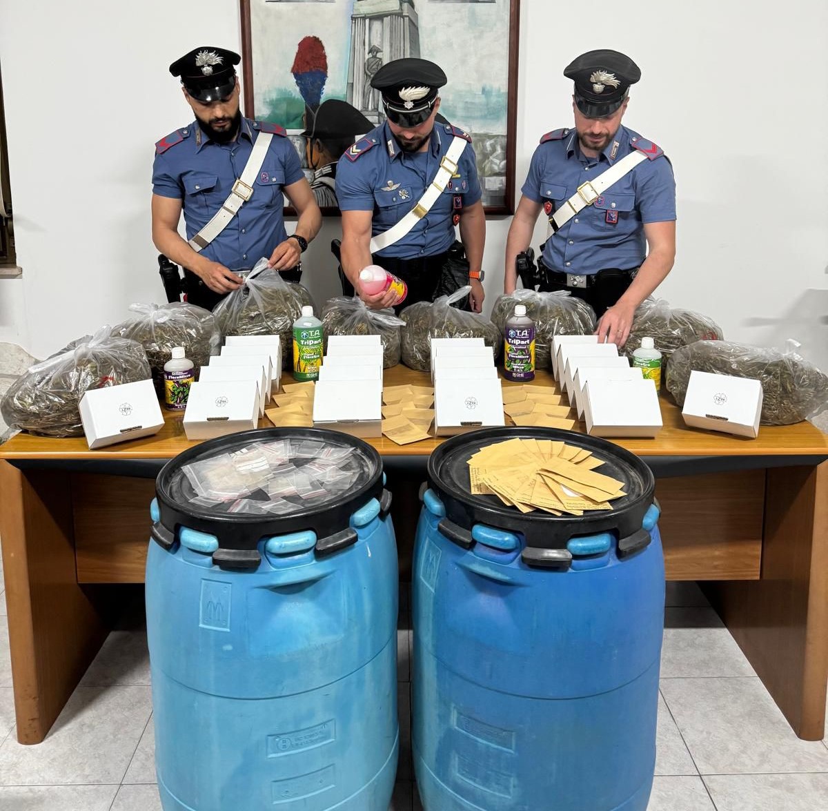 Scoperta una serra con 9 piante di marijuana - Gold TV